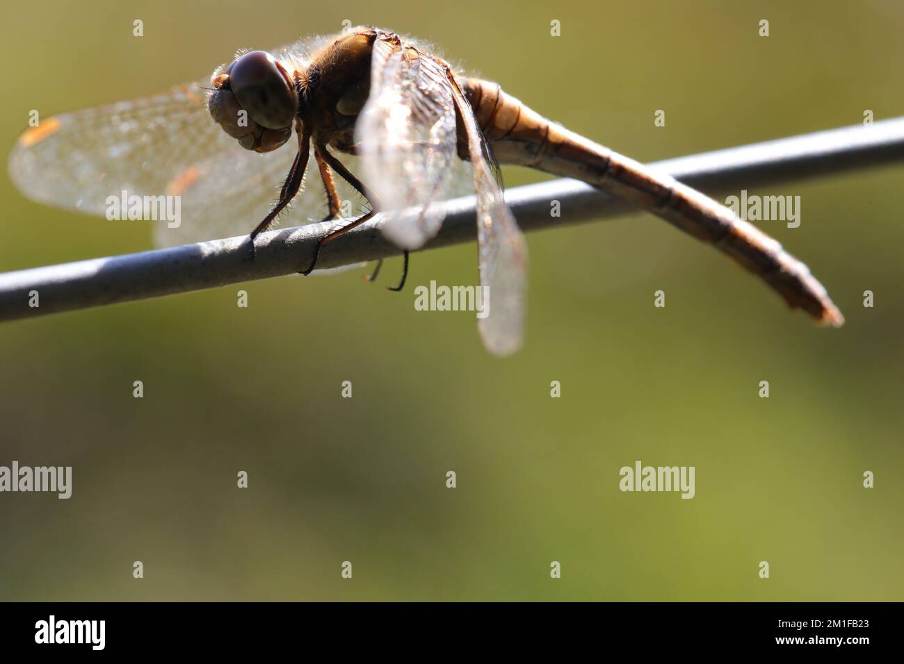 A closeup shot of a common darter on the blurry background Stock Photo ...