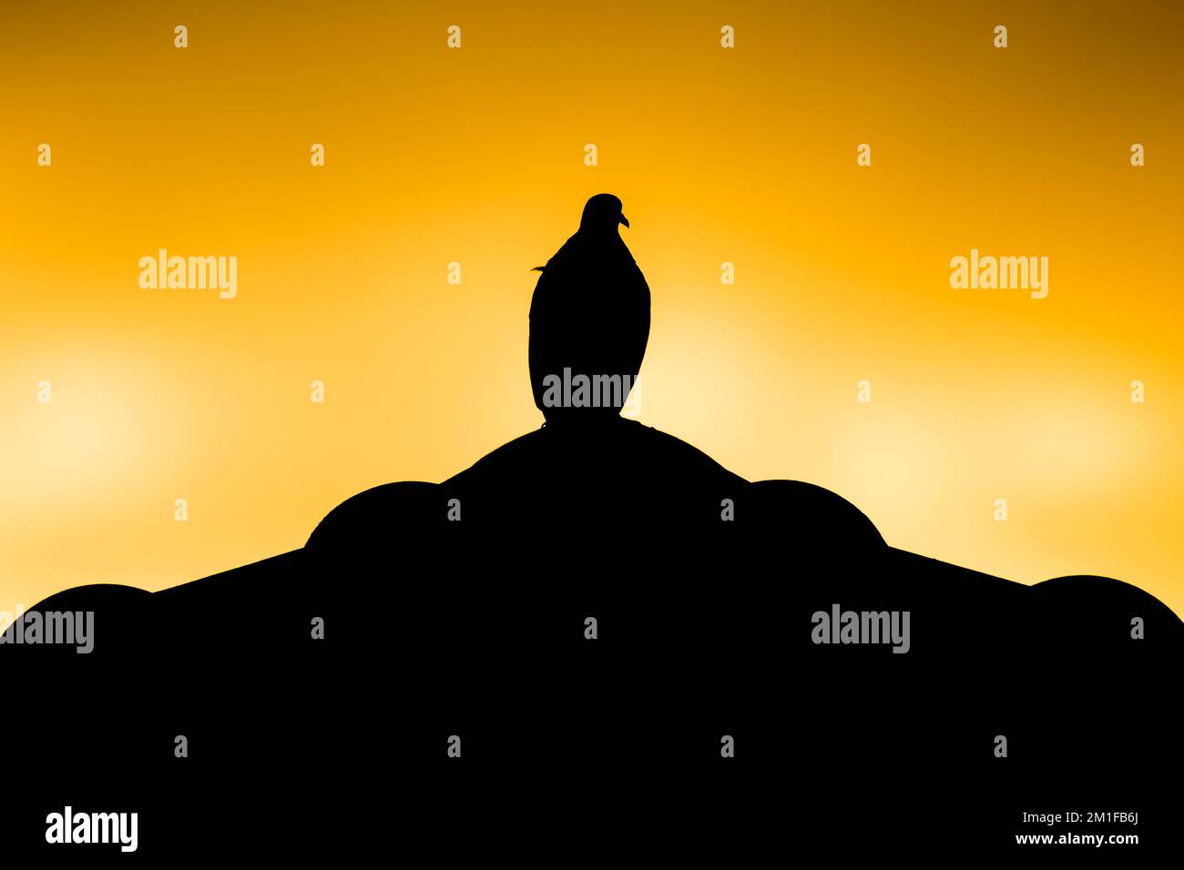 Shadow of Brown Pigeon sitting on tree house roof Stock Photo - Alamy