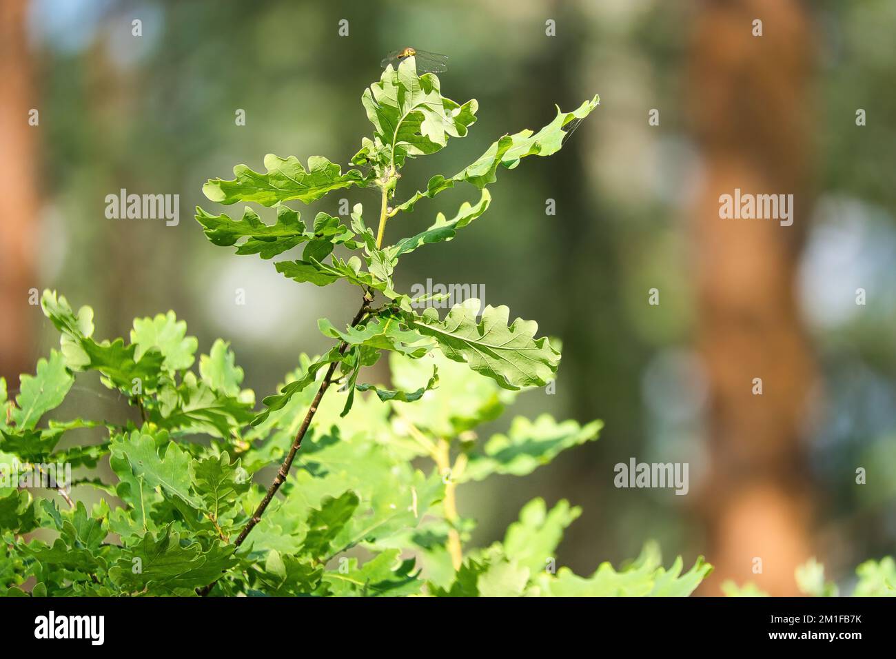 The close-up view of a branch of an English oak tree under the sunlight ...