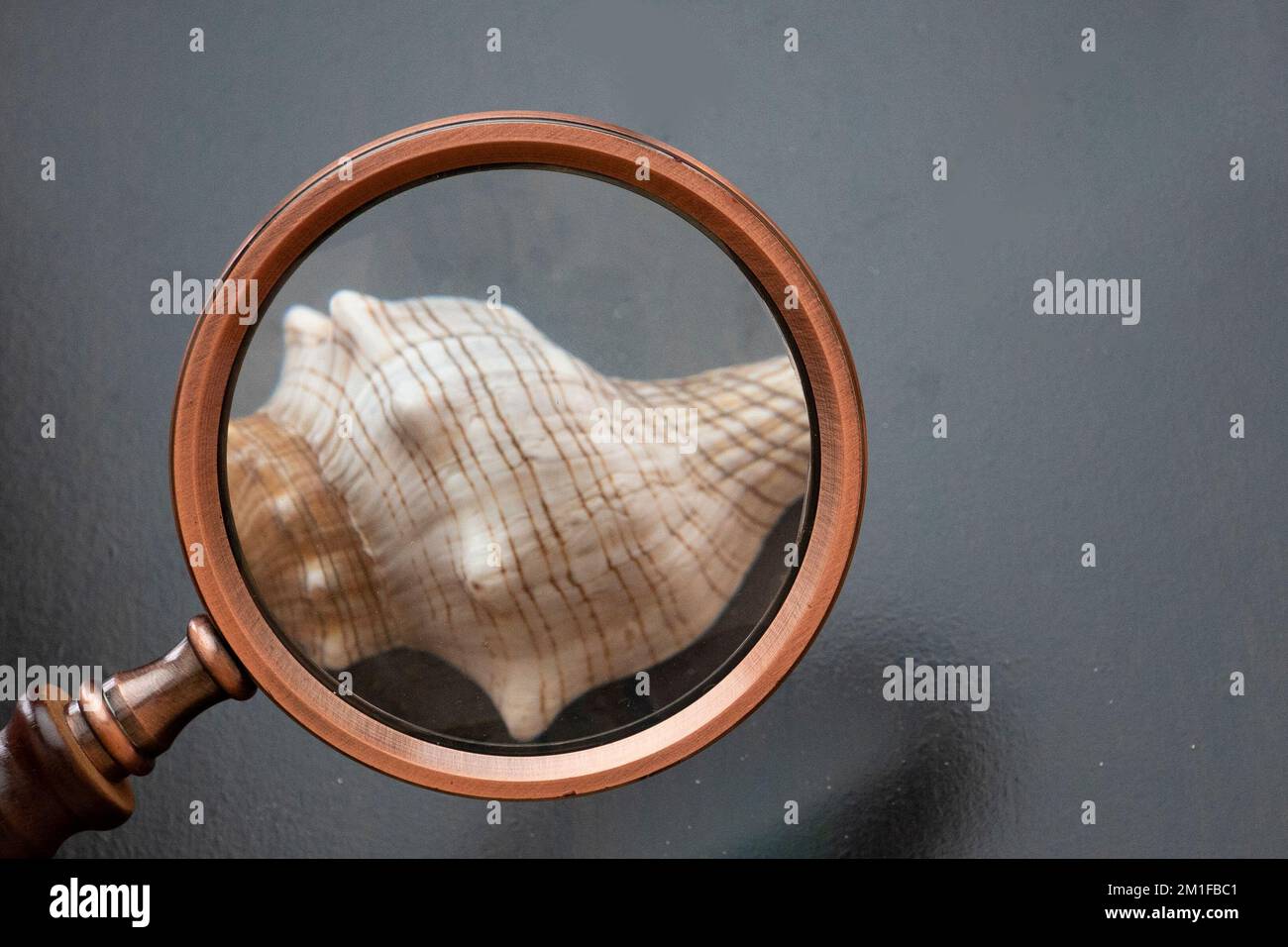 Magnifying glass shell hi-res stock photography and images - Alamy