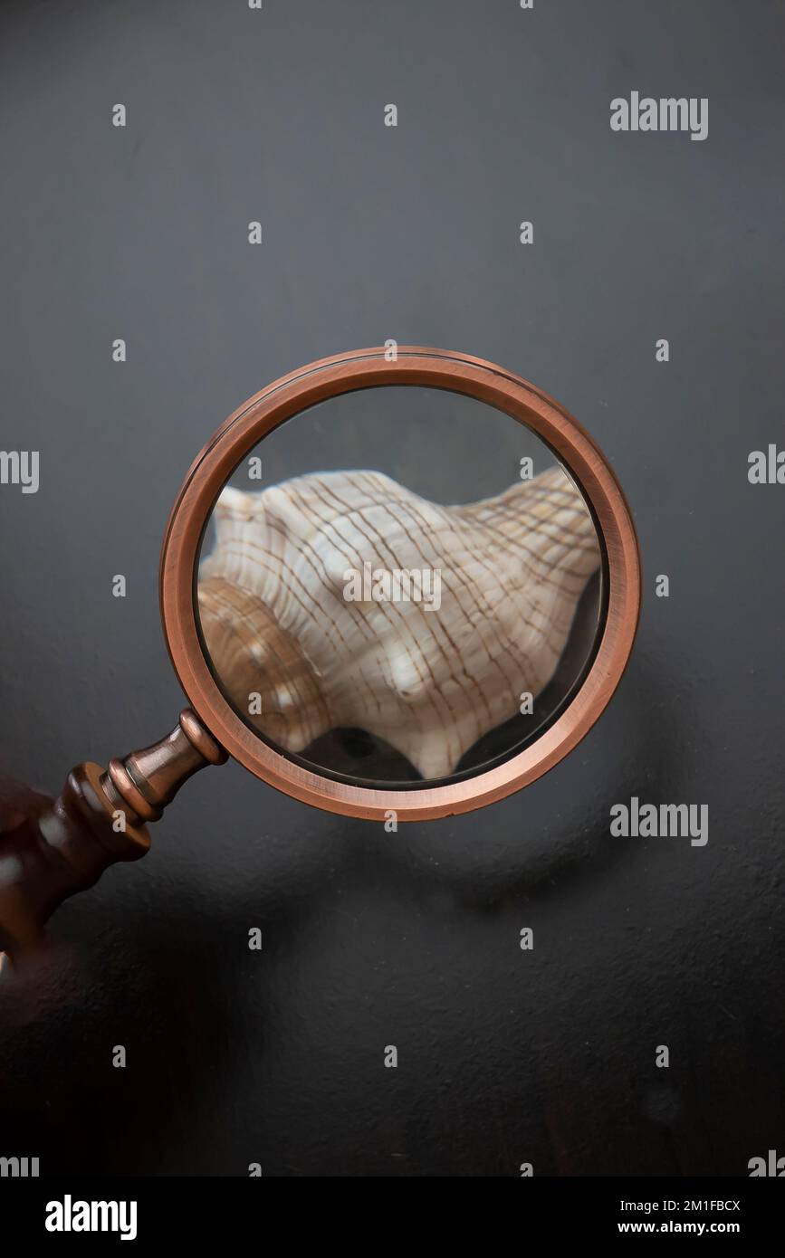 Magnifying glass shell hi-res stock photography and images - Alamy