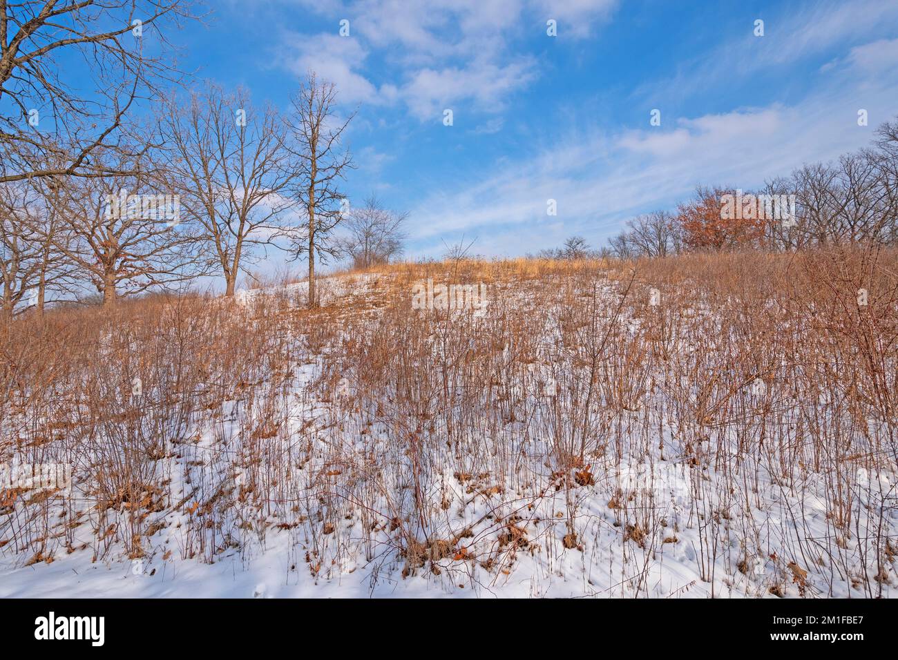 Grasses and Snow in the Winter in Moraine Hills State Park in Illinois ...