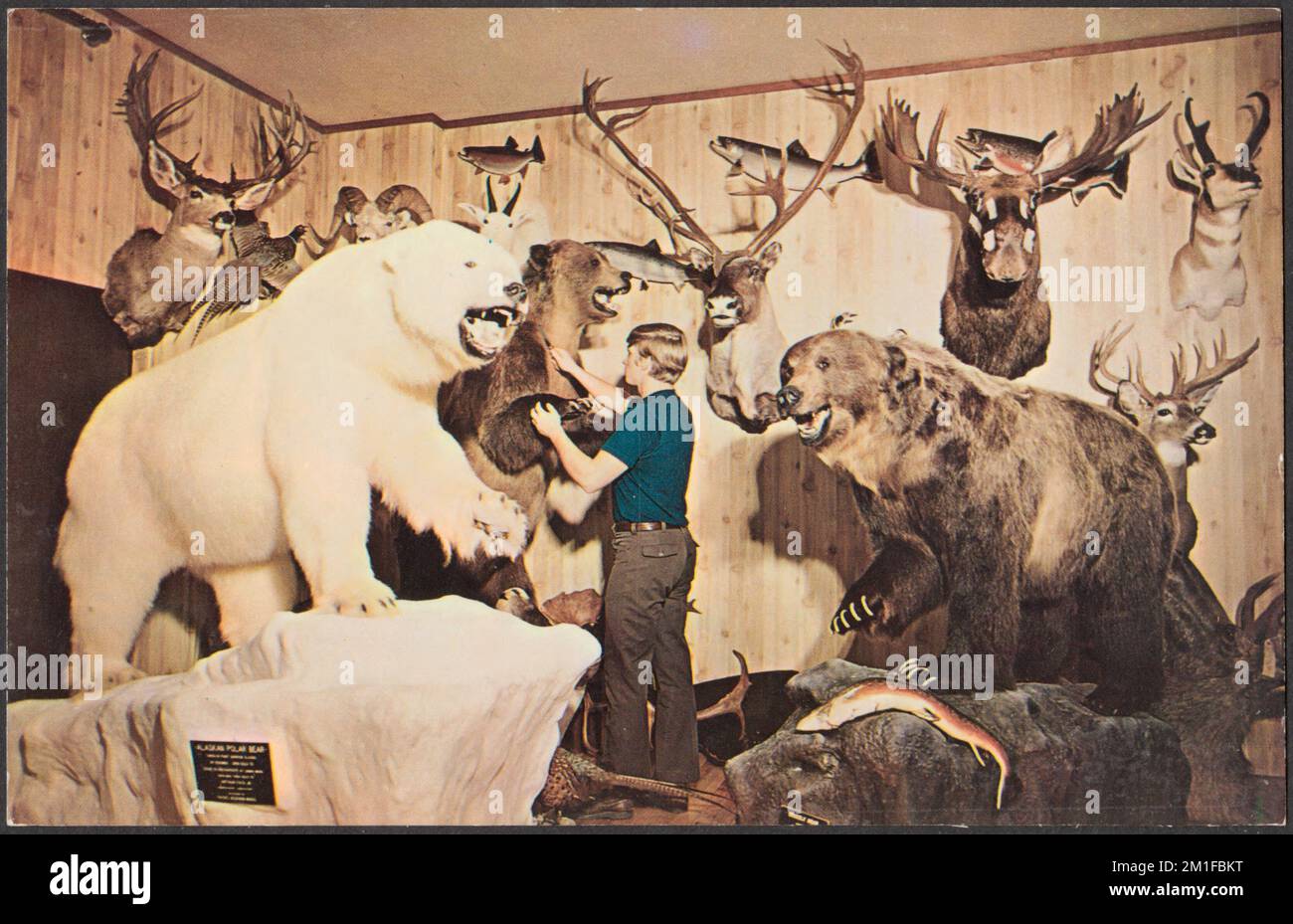 North American trophies , Hunting trophies, Taxidermy, Tichnor Brothers ...