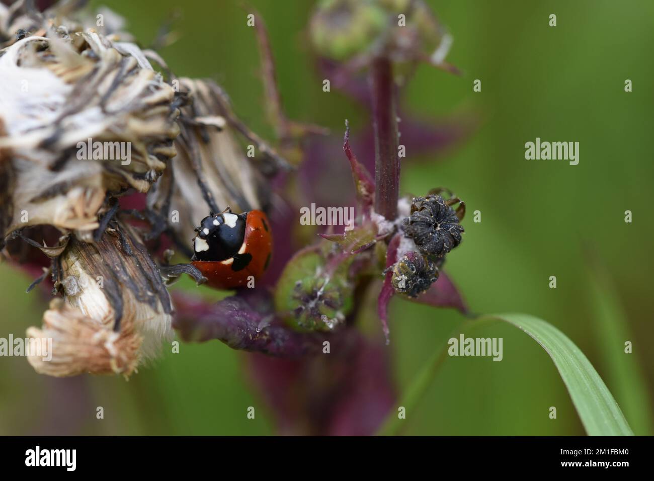 A ladybug on the dry thistle Stock Photo - Alamy