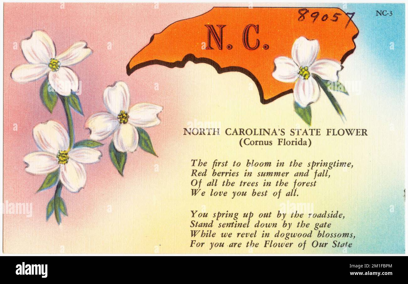North Carolina's state flower (Cornus Florida) , Tichnor Brothers ...