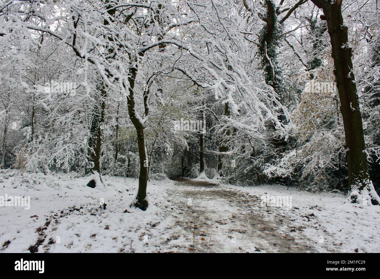 snowy scenes in highgate wood and queens wood north london N10 england ...