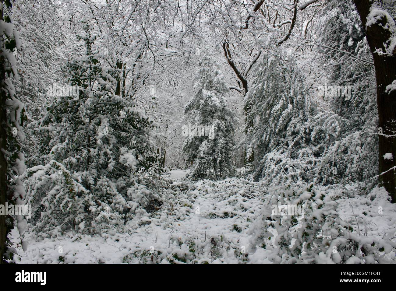 snowy scenes in highgate wood and queens wood north london N10 england ...
