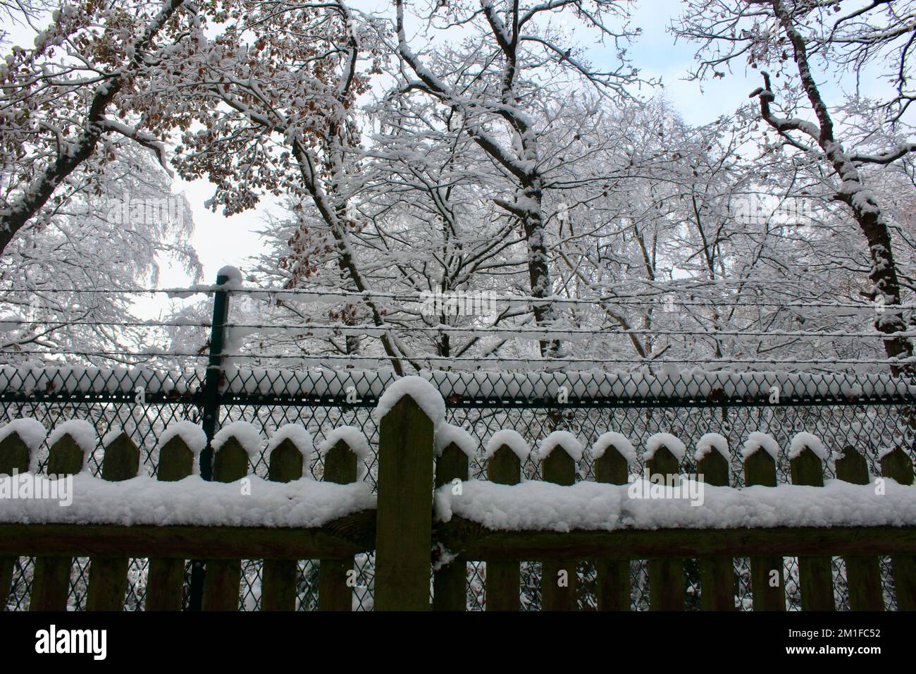 snowy scenes in highgate wood and queens wood north london N10 england ...