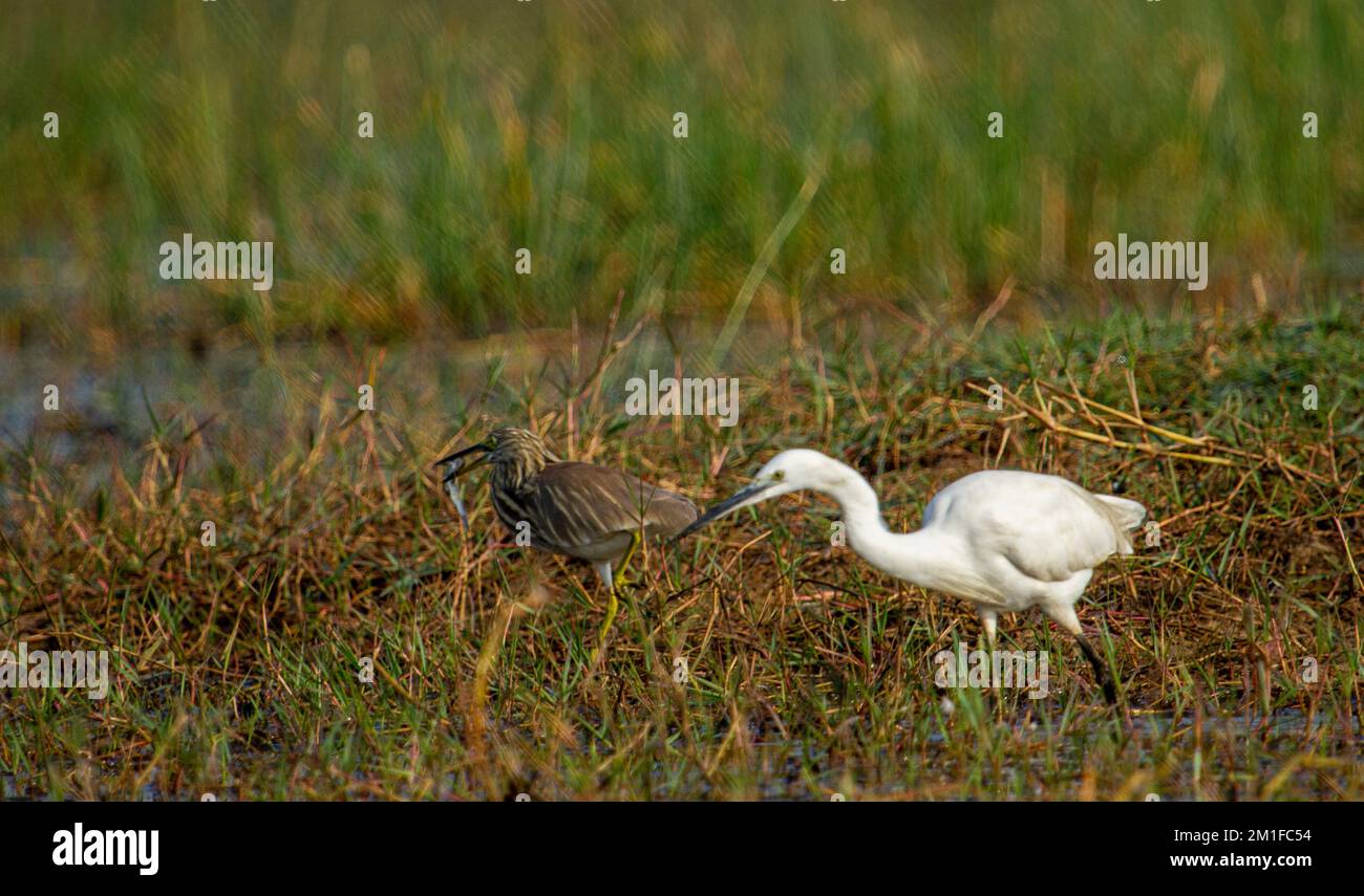 CInnamon Bittern in CHilka Bird Sanctuary in Odisha in India Stock ...