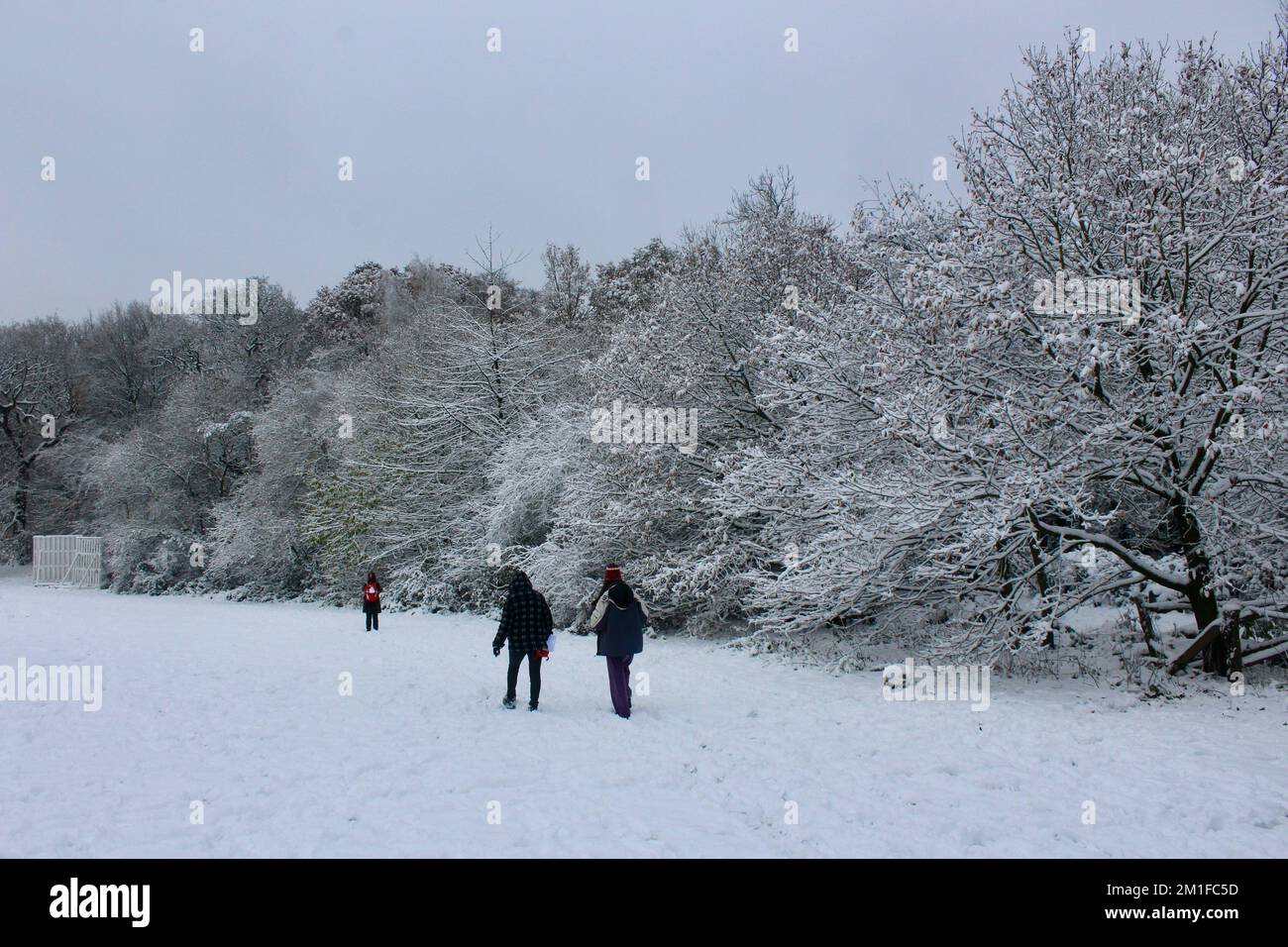 snowy scenes in highgate wood and queens wood north london N10 england ...