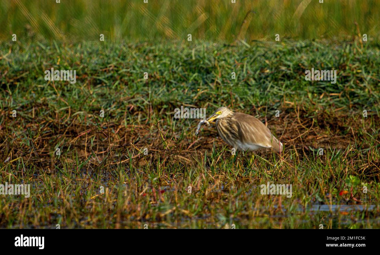 CInnamon Bittern in CHilka Bird Sanctuary in Odisha in India Stock ...