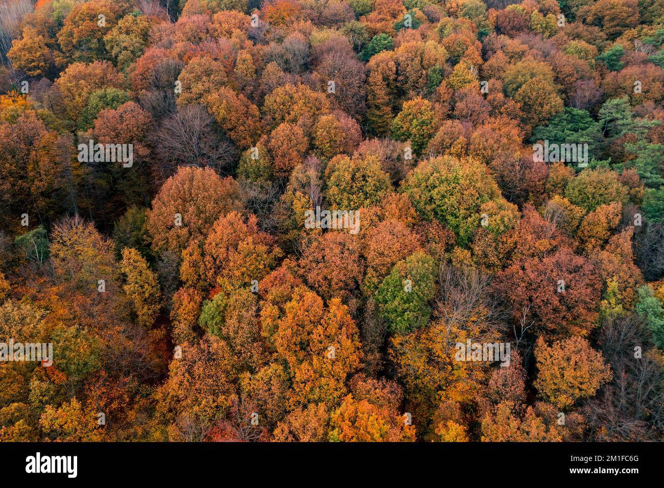 An aerial view of a forest with colorful trees around in Solingen in ...
