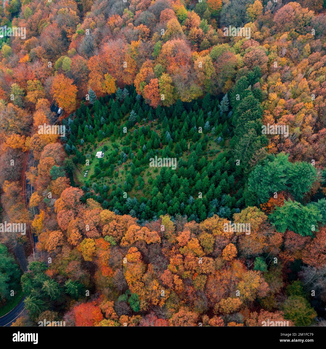 An aerial view of a forest with colorful trees around in Solingen in ...