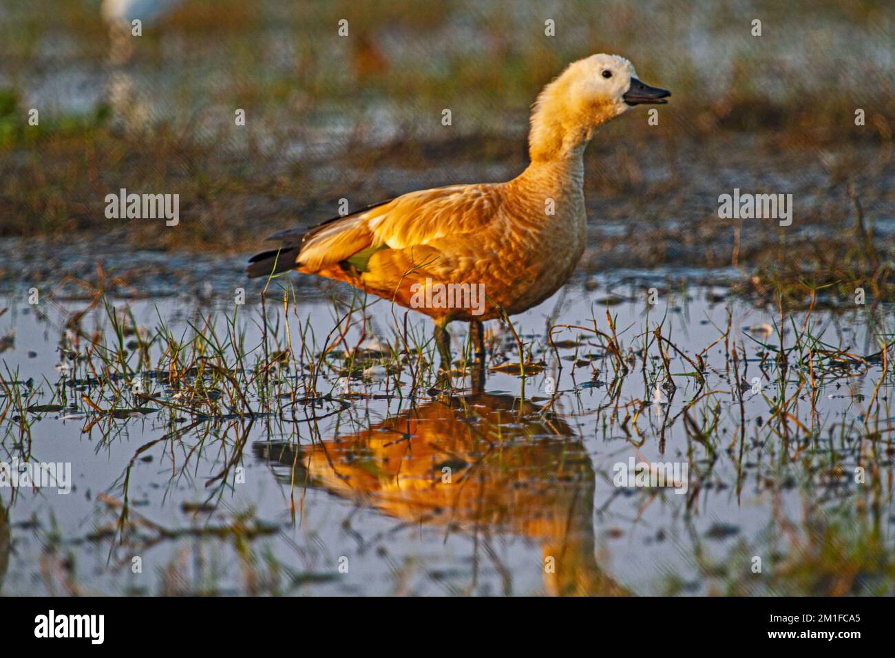 Ducks in Chilka Bird Sanctuary in Odisha in Golden Light in India Stock ...