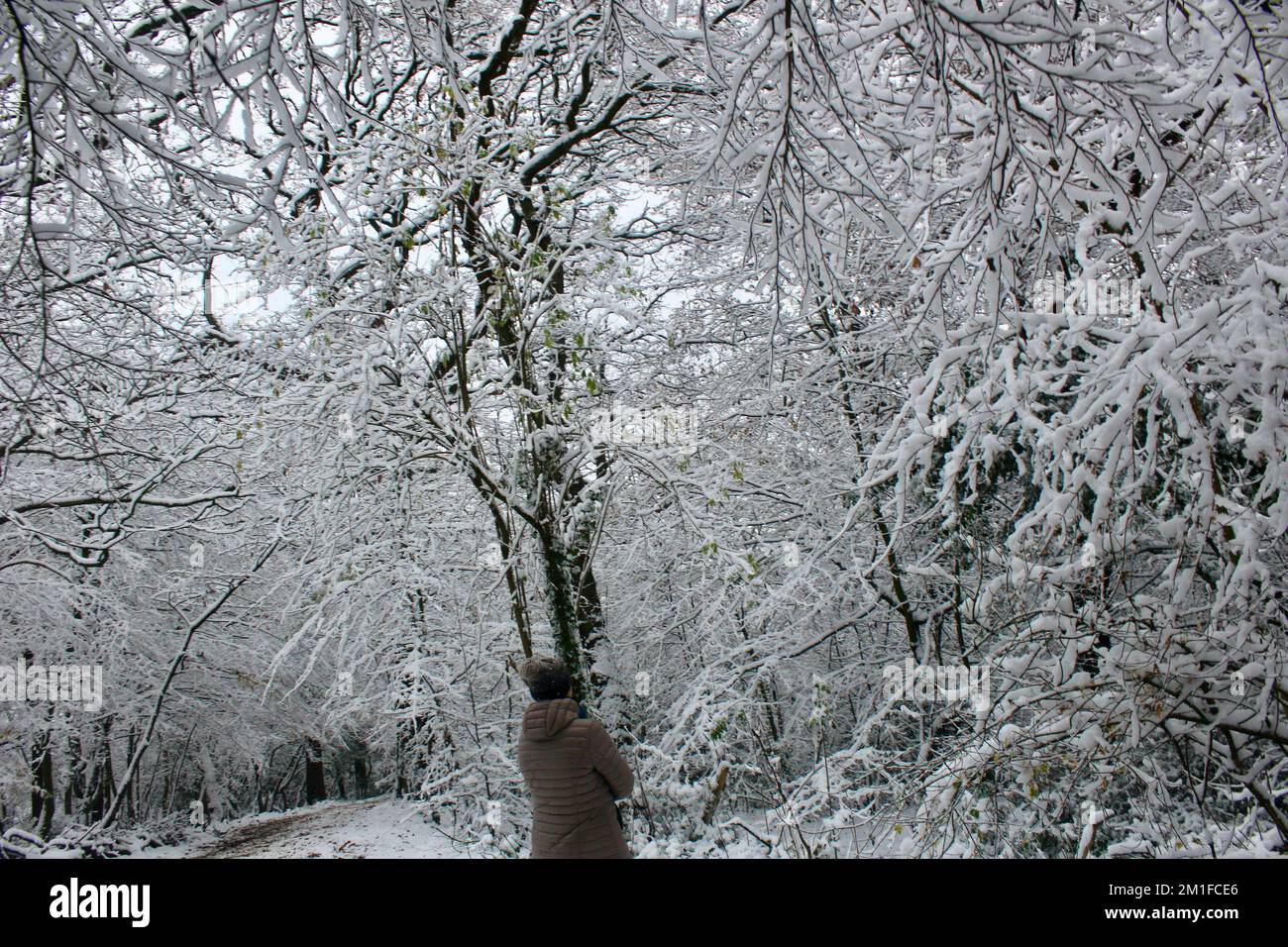 snowy scenes in highgate wood and queens wood north london N10 england ...