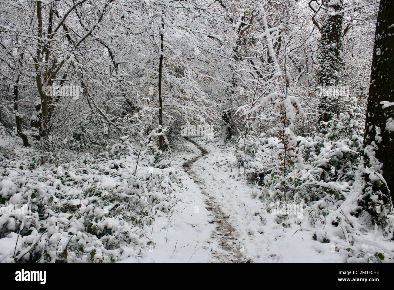 snowy scenes in highgate wood and queens wood north london N10 england ...