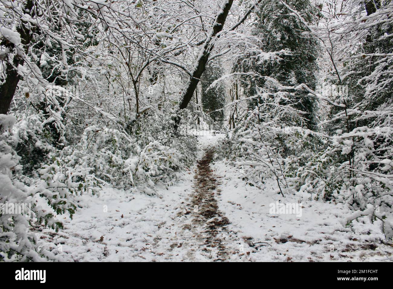 snowy scenes in highgate wood and queens wood north london N10 england ...