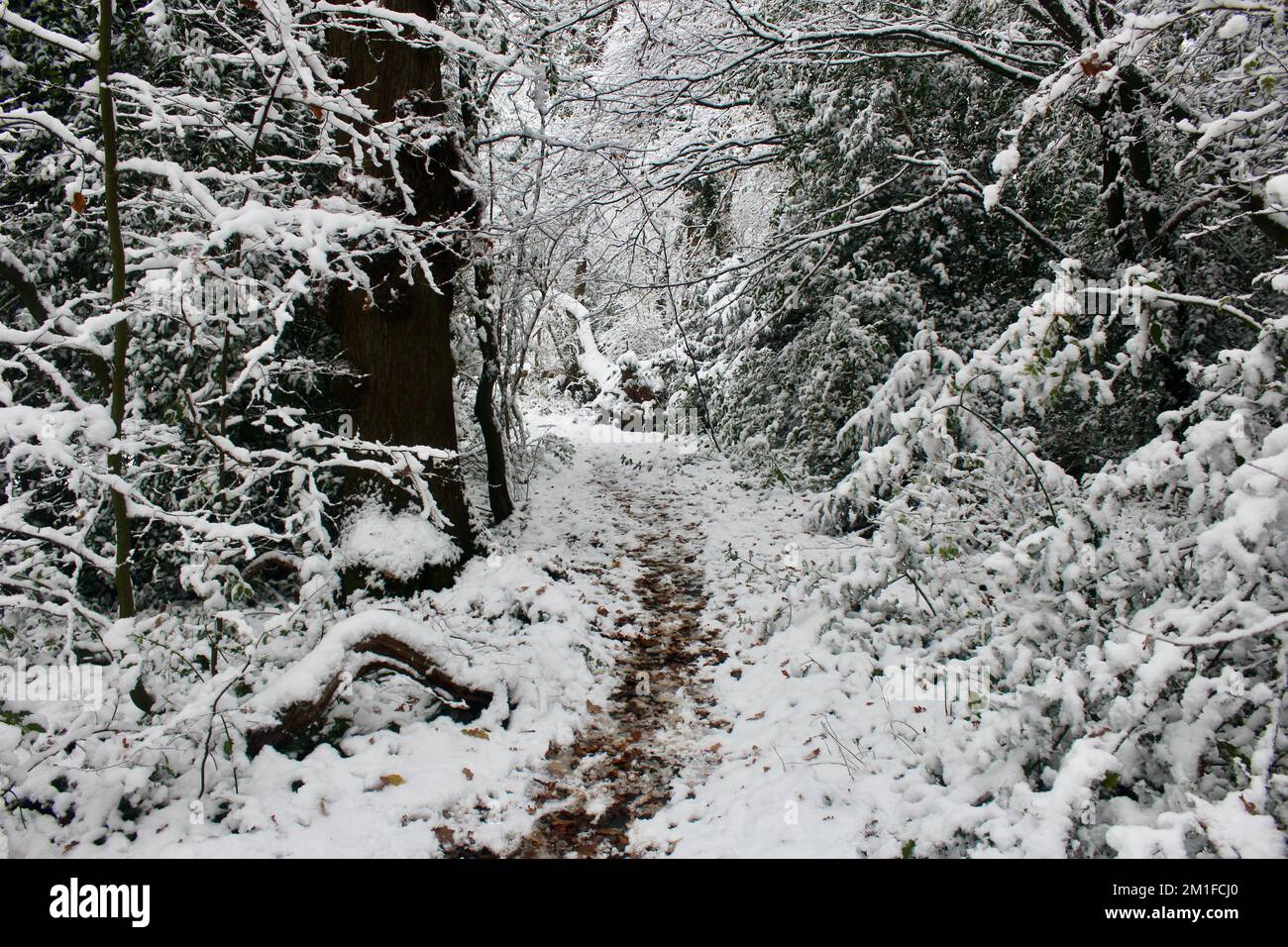 snowy scenes in highgate wood and queens wood north london N10 england ...