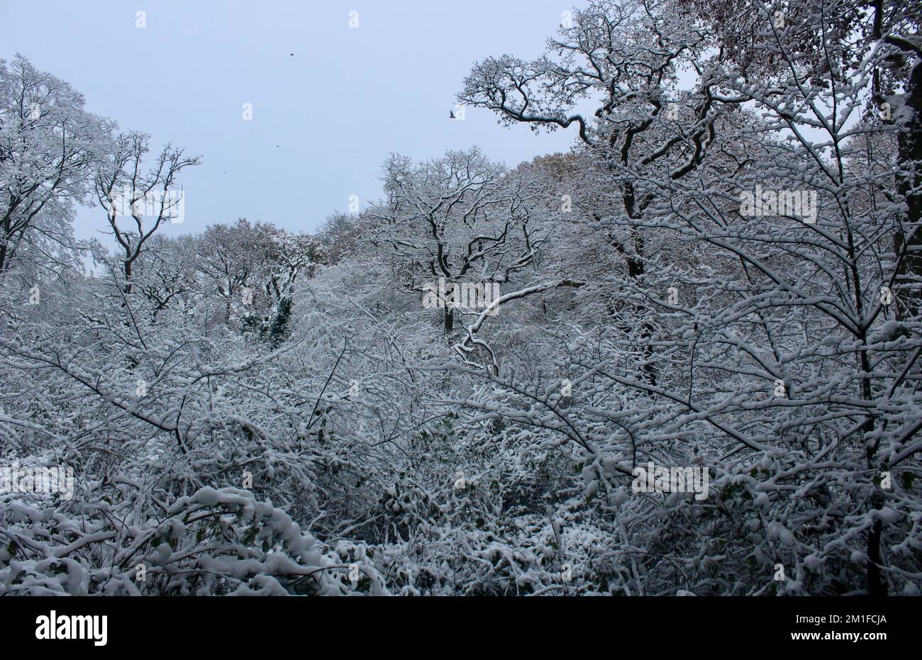 snowy scenes in highgate wood and queens wood north london N10 england ...