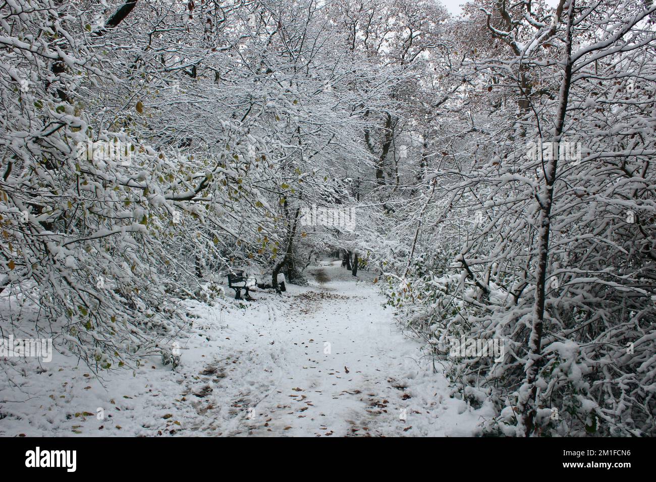 snowy scenes in highgate wood and queens wood north london N10 england ...