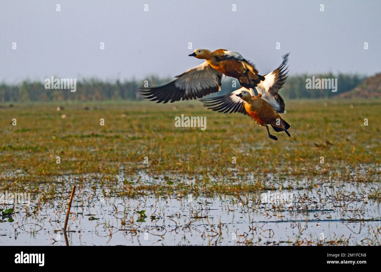 Ducks in Chilka Bird Sanctuary in Odisha in Golden Light in India Stock ...