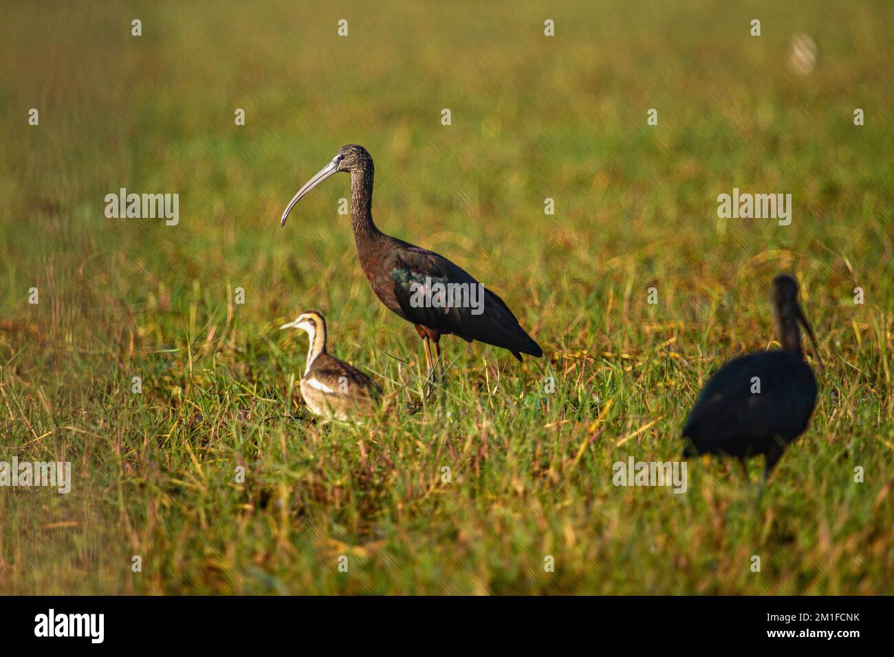 Orissa birds hi-res stock photography and images - Alamy