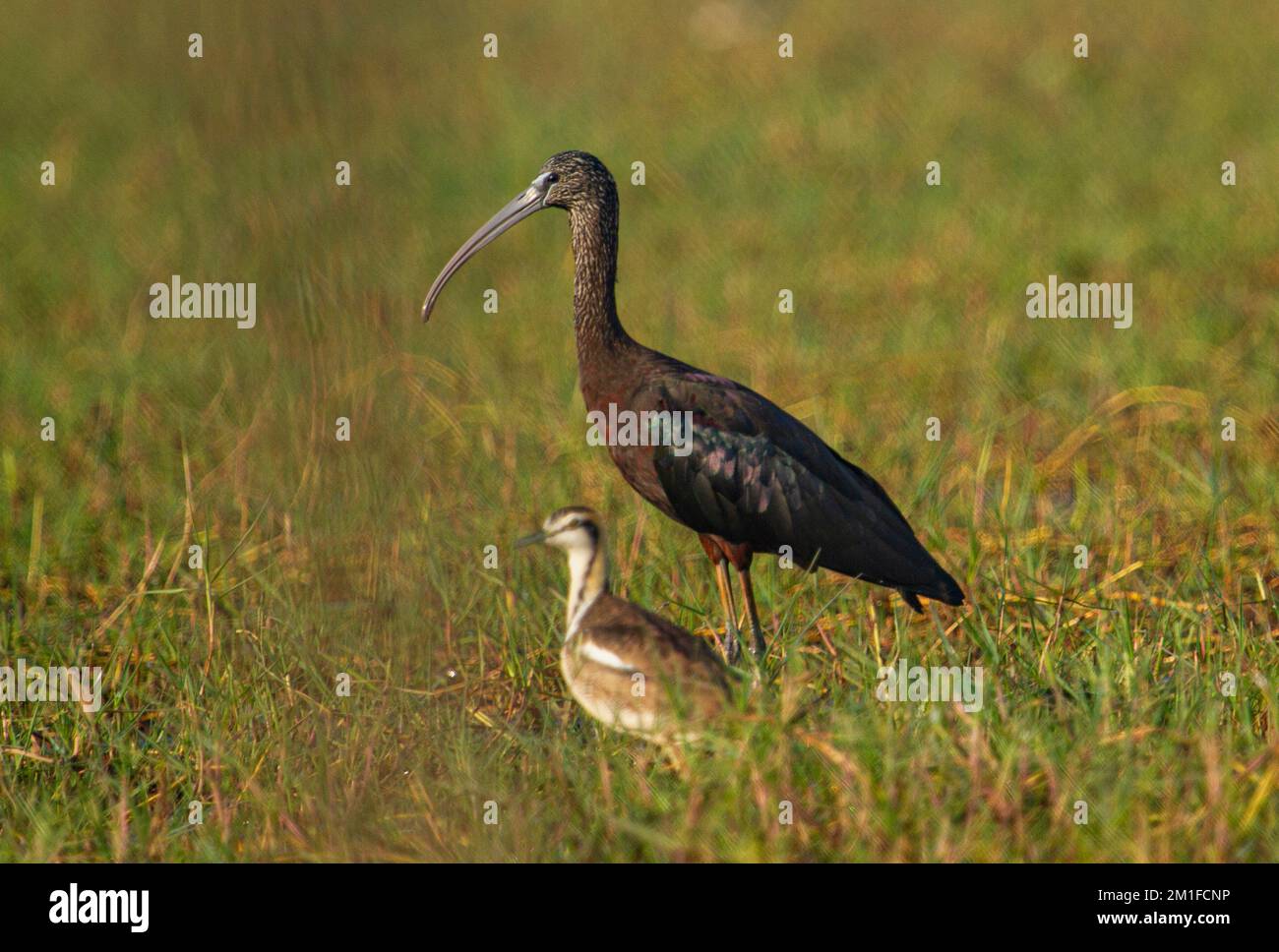 Glossy Ibis at Chilka Lake in Odisha in India, Swamps and early morning ...