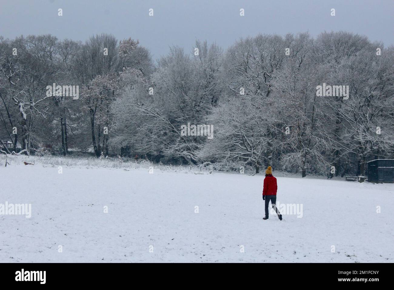 snowy scenes in highgate wood and queens wood north london N10 england ...
