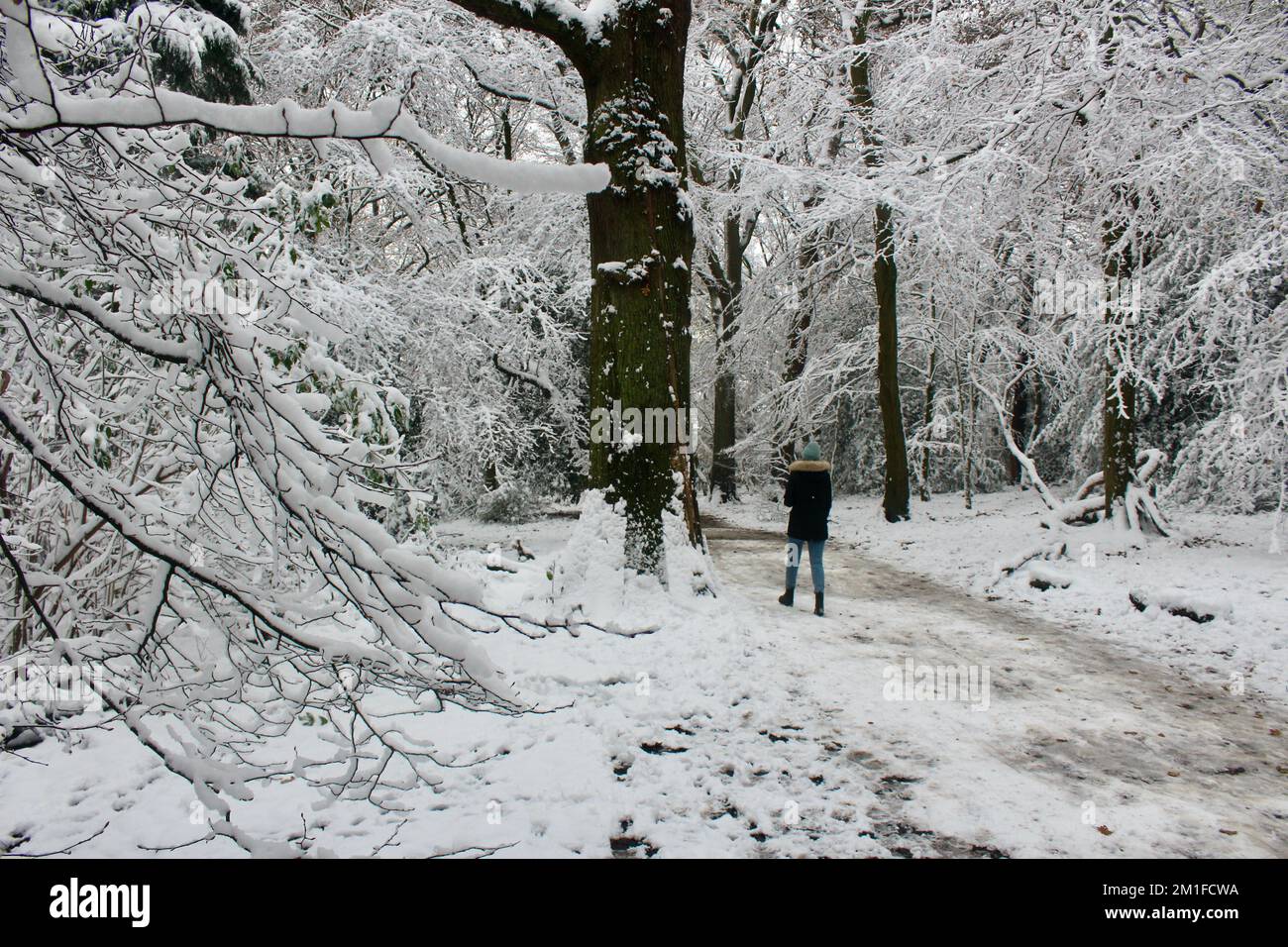 snowy scenes in highgate wood and queens wood north london N10 england ...