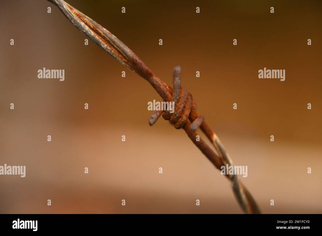 A closeup of a link of a rusty barbed wire fence Stock Photo - Alamy