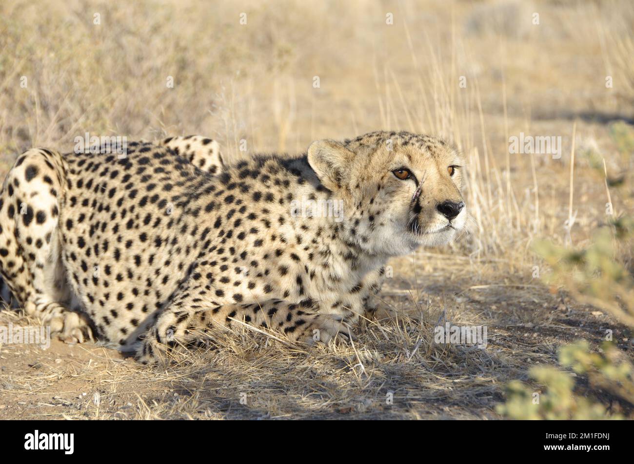 Namibia: Cheetah in the Namib desert -. a highly endangered species ...