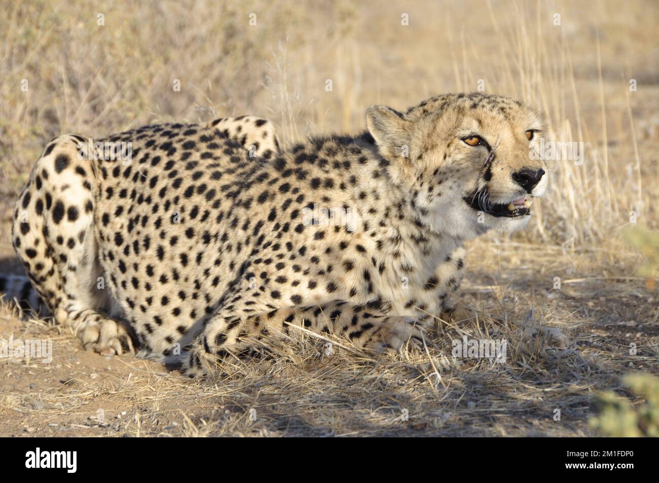 Namibia: Cheetah in the Namib desert -. a highly endangered species ...