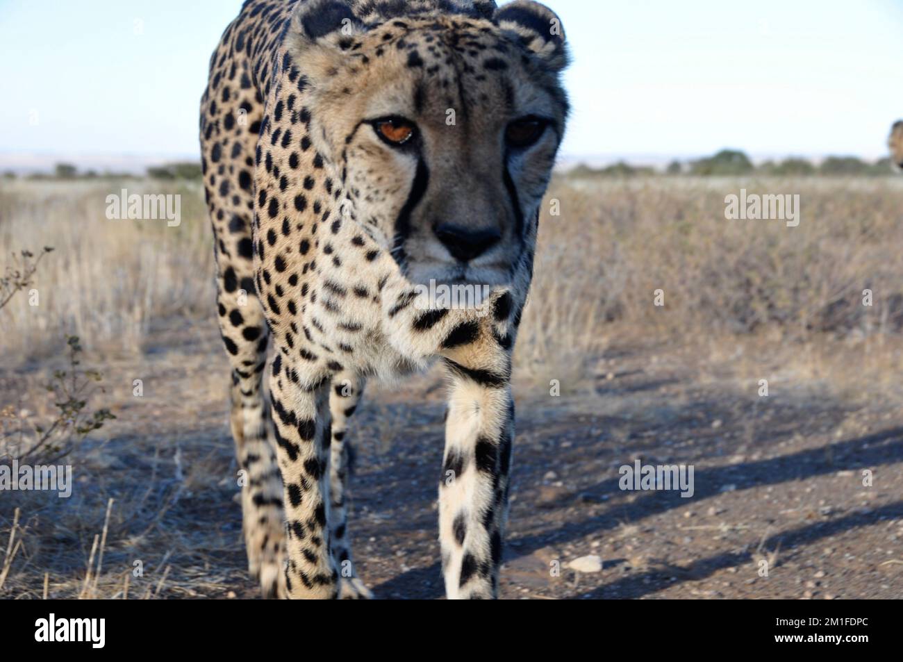 Namibia: Cheetah in the Namib desert -. a highly endangered species ...