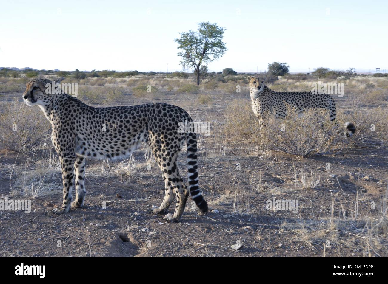 Namibia: Cheetah in the Namib desert -. a highly endangered species ...