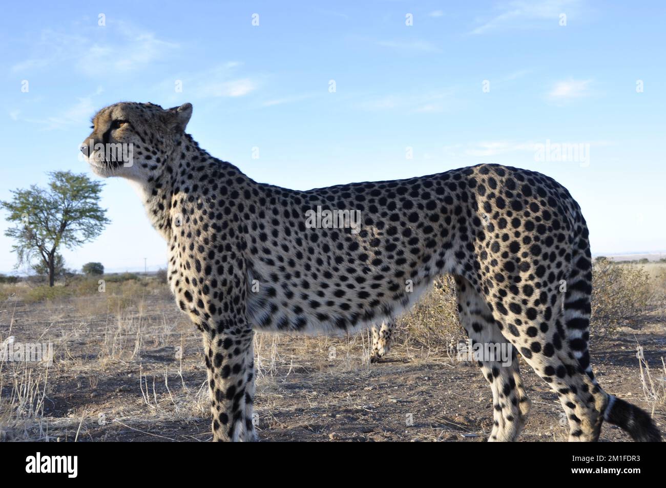 Namibia: Cheetah in the Namib desert -. a highly endangered species ...