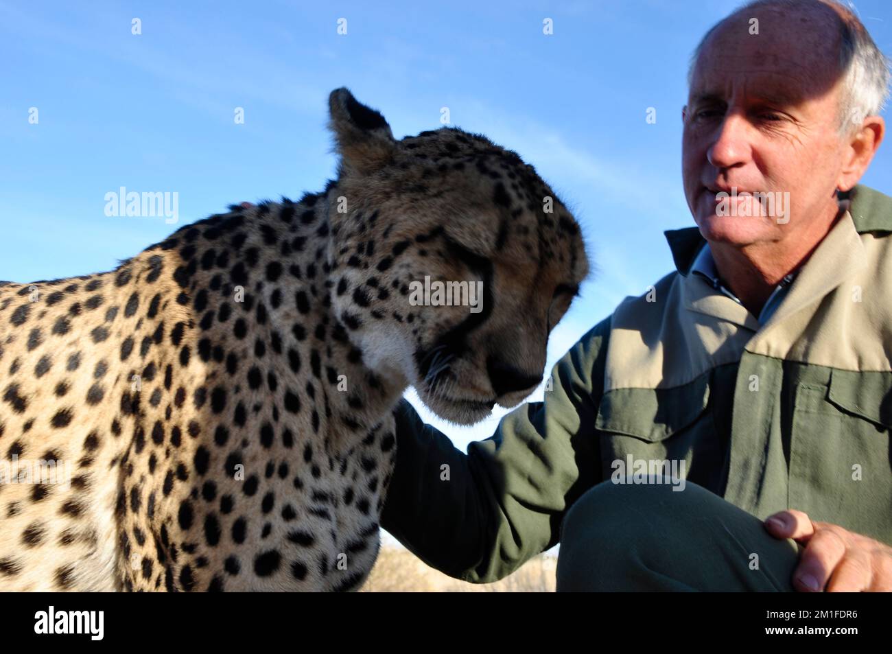 Namibia: Cheetah in the Namib desert -. a highly endangered species ...
