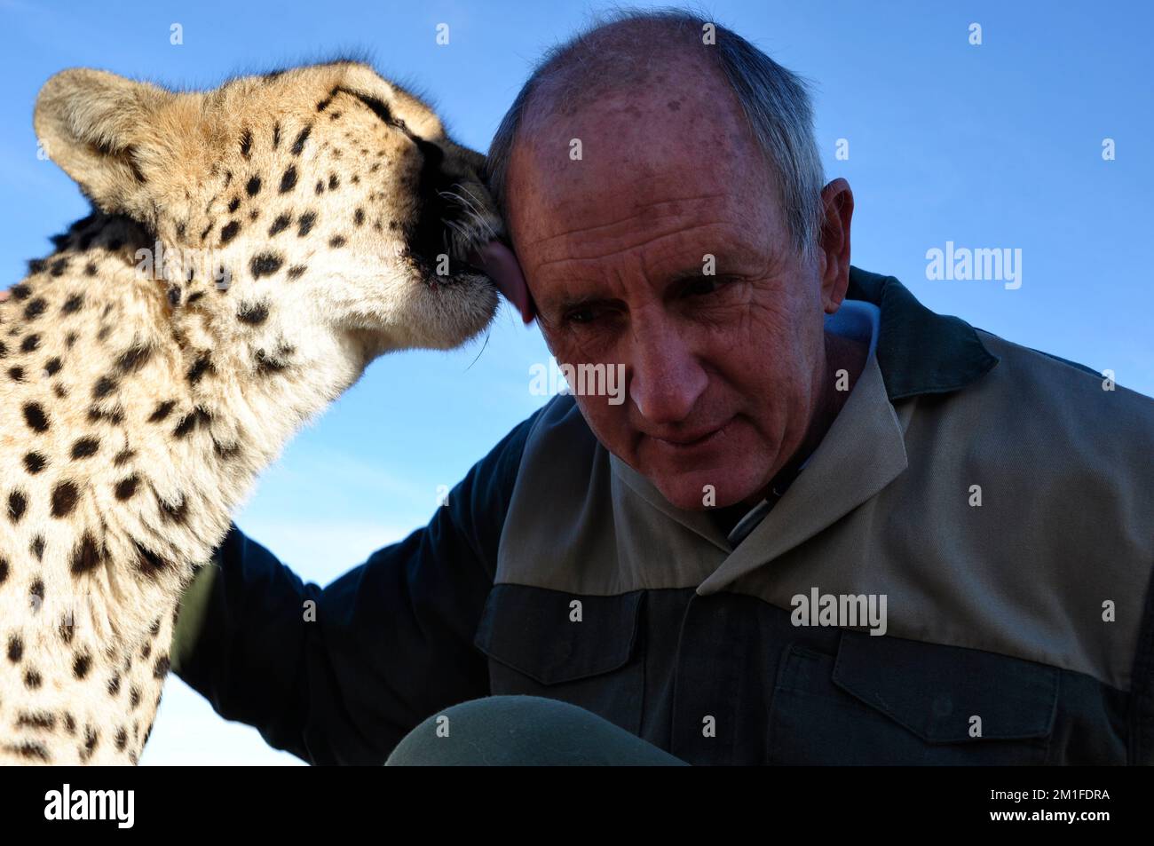Namibia: Cheetah in the Namib desert -. a highly endangered species ...