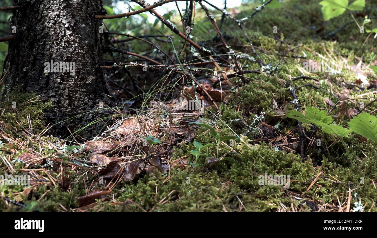 Close up of the ground in the forest covered by green moss. Summer ...