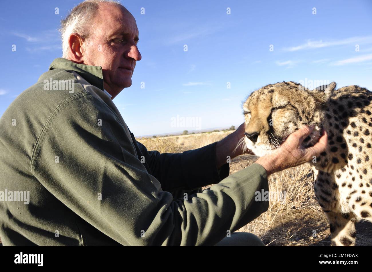 Namibia: Cheetah in the Namib desert -. a highly endangered species ...