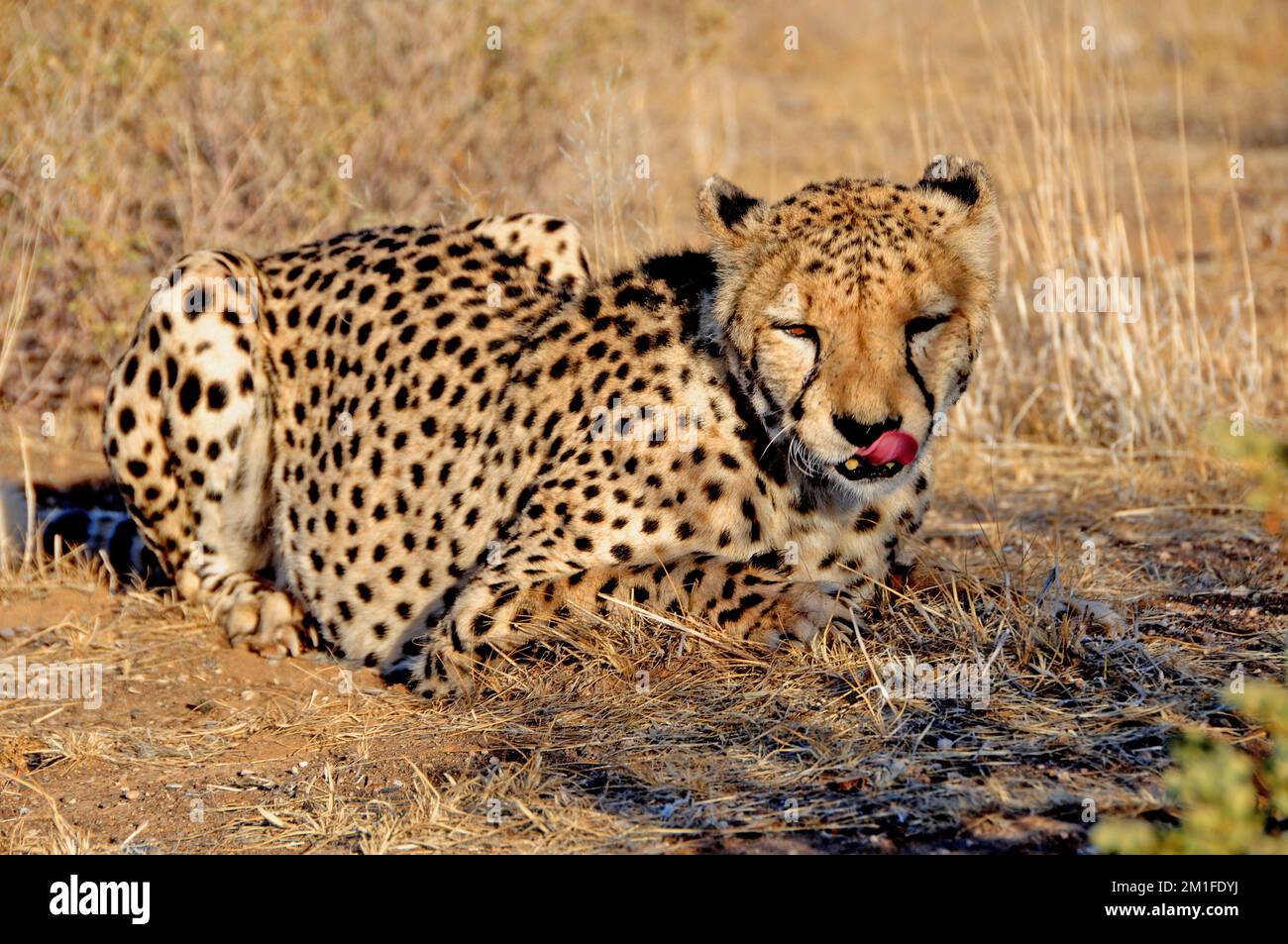 Namibia: Cheetah in the Namib desert -. a highly endangered species ...