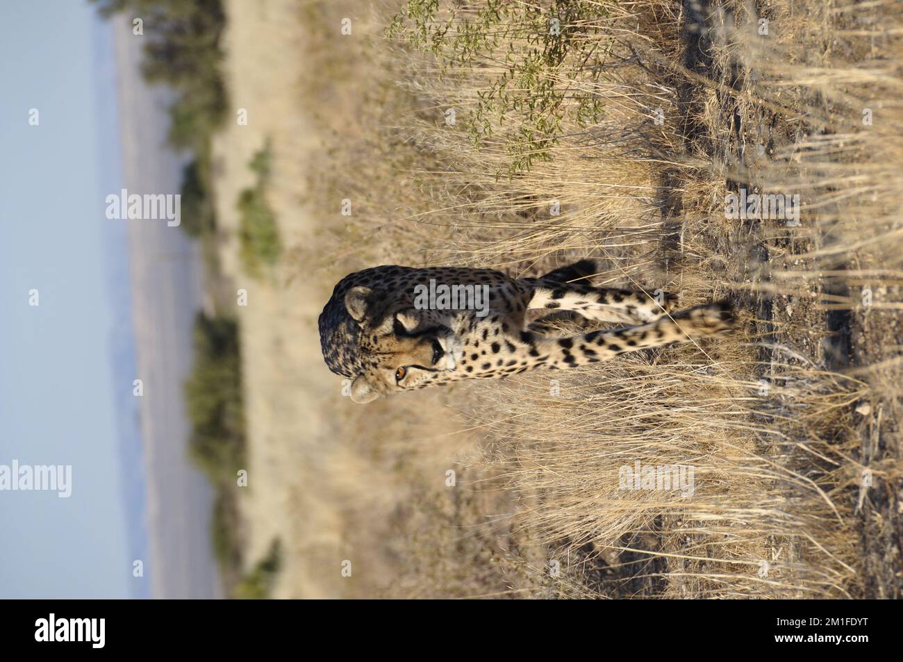 Cheetah walking in desert hi-res stock photography and images - Alamy