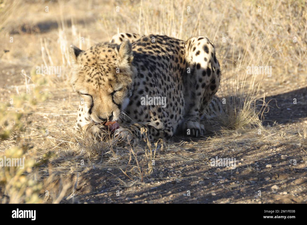 Namibia: Cheetah in the Namib desert -. a highly endangered species ...