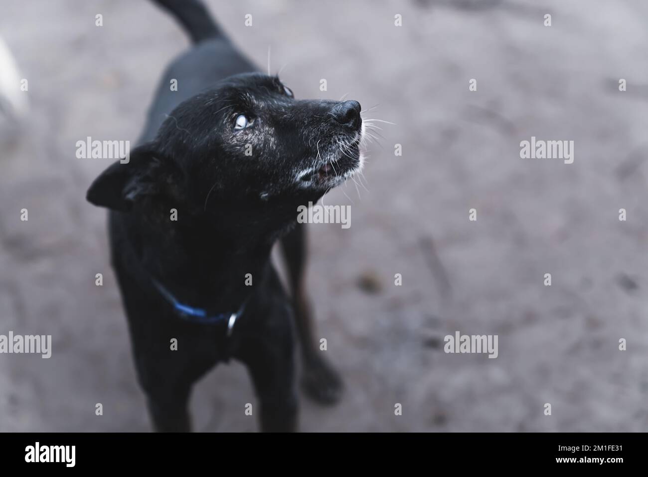 Black old mongrel dog hi-res stock photography and images - Alamy