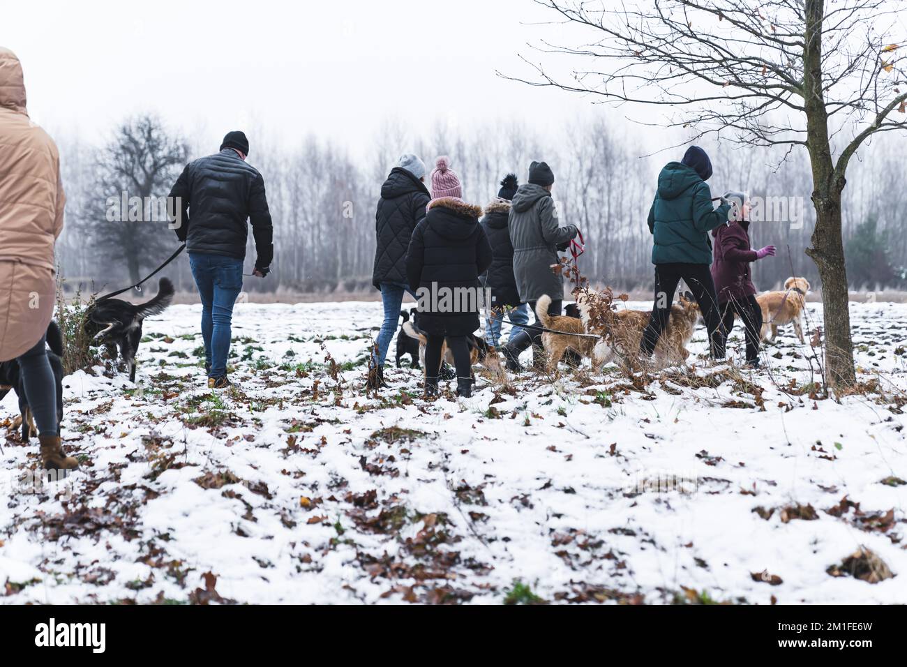 Group stray dogs hi-res stock photography and images - Alamy