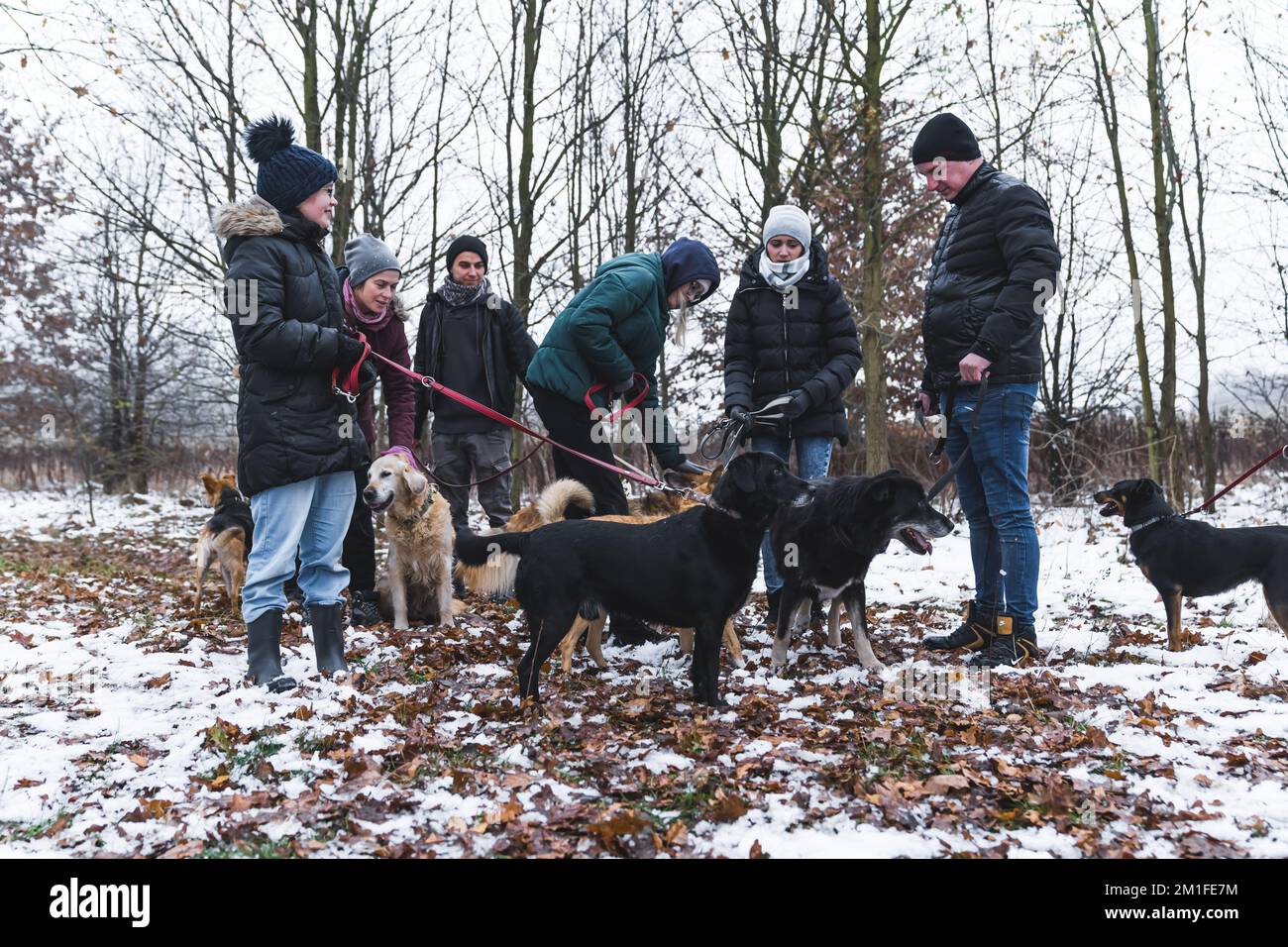 Group of volunteers walking stray dogs from the animal shelter. High ...