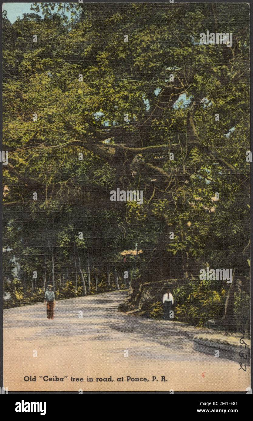 Old 'ceiba' tree in road, at Ponce, P. R. , Trees, Roads, Tichnor ...