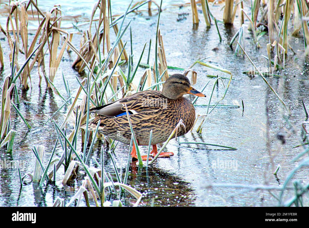 Duck and reeds hi-res stock photography and images - Alamy