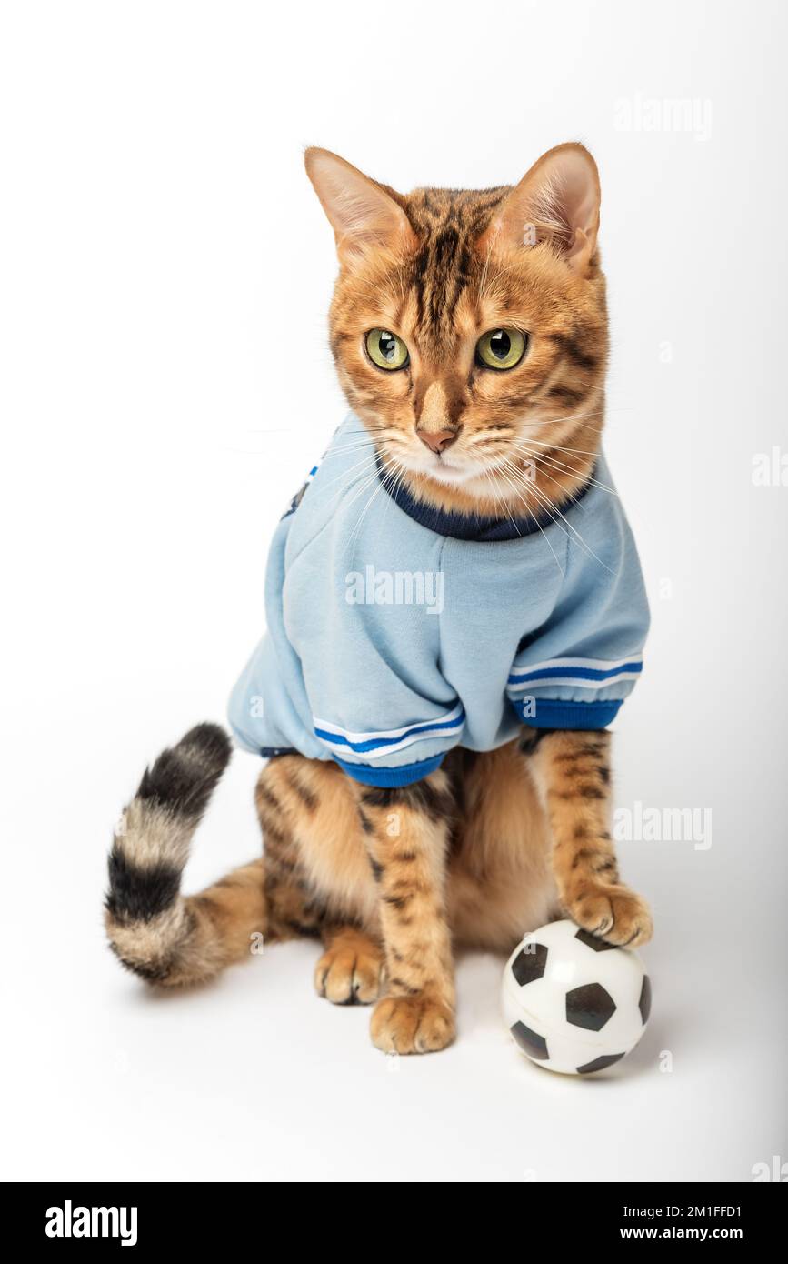 Bengal cat - football player in a T-shirt and with a ball is isolated ...