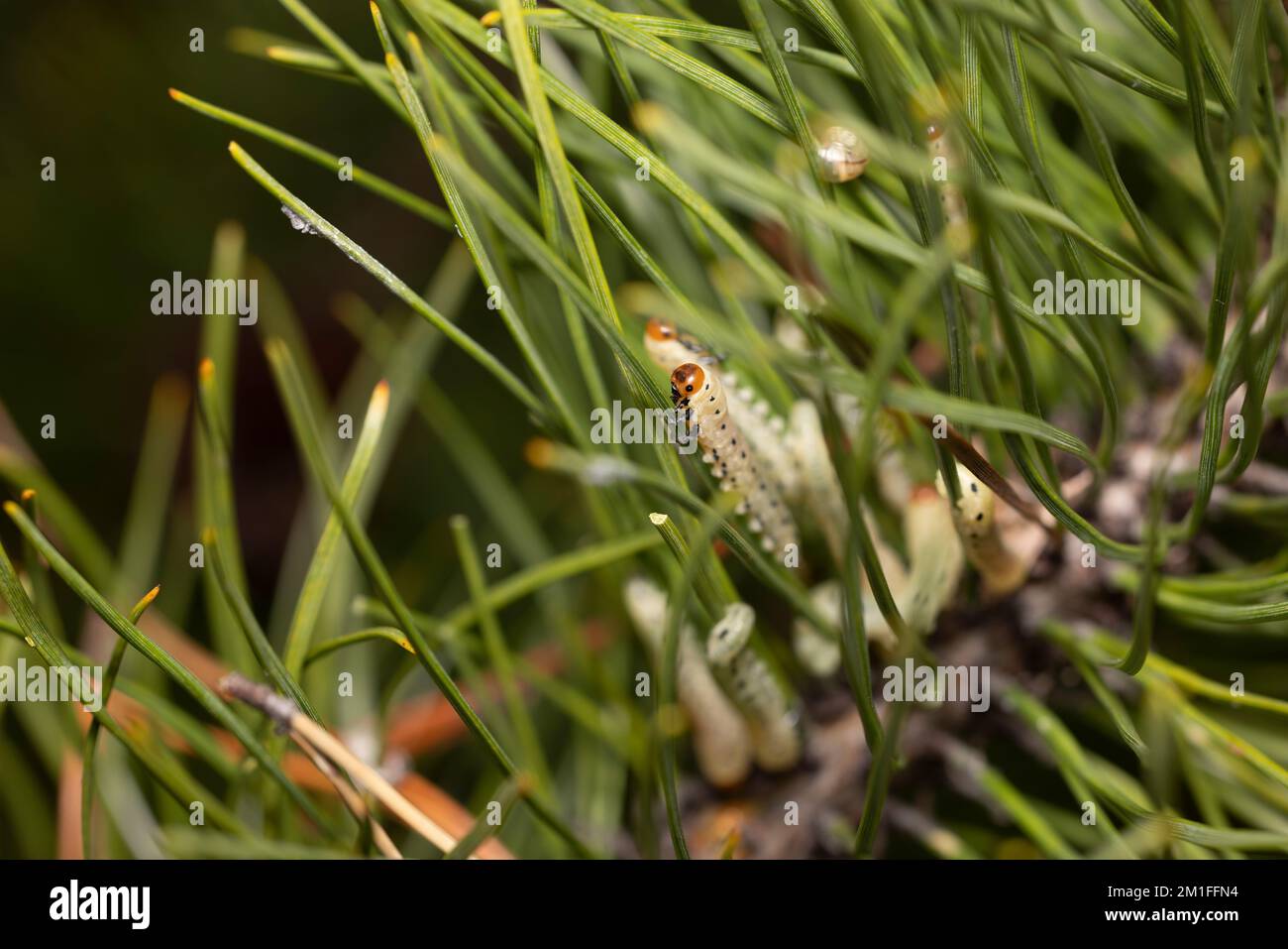 A macro shot of caterpillars holding on to a pine tree spikes Stock ...