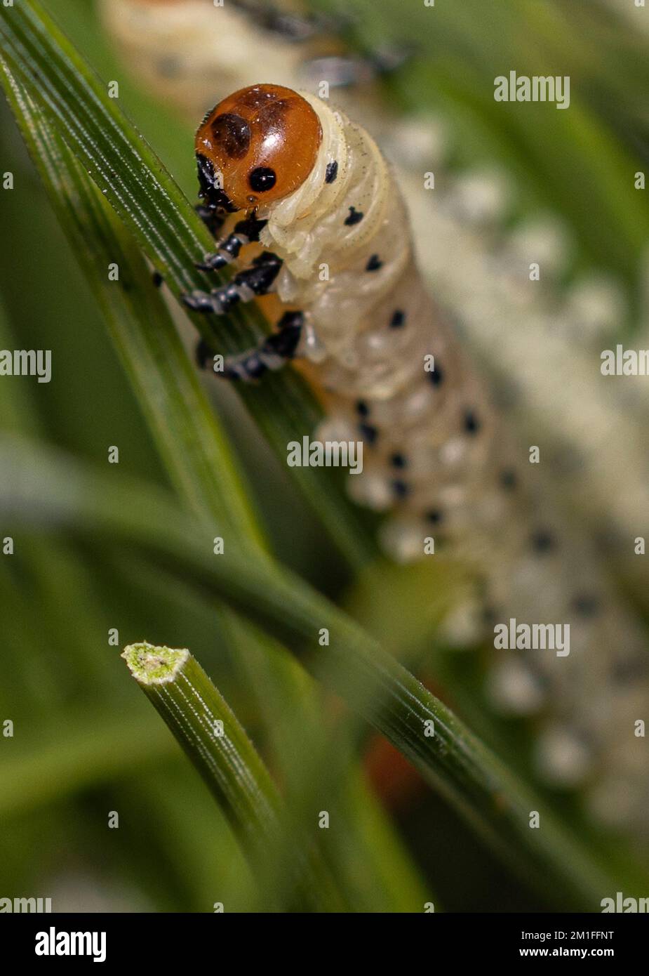 A vertical shot of a caterpillar holding on to a pine tree spikes Stock ...